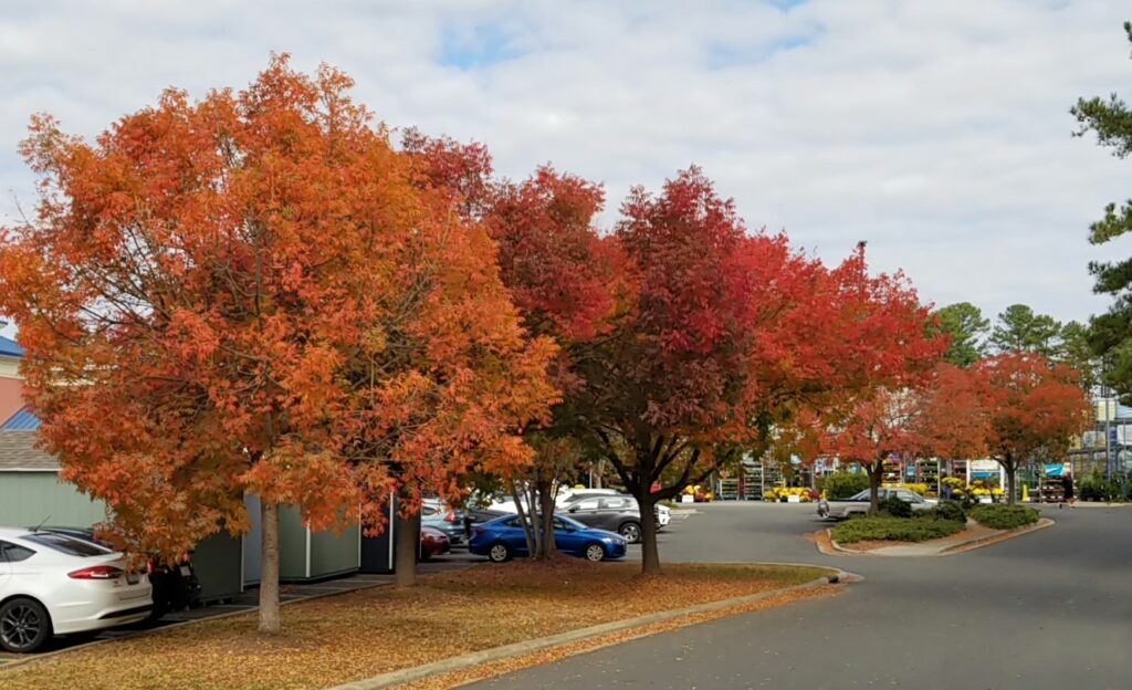 The Gift of Autumn – Sayling Away